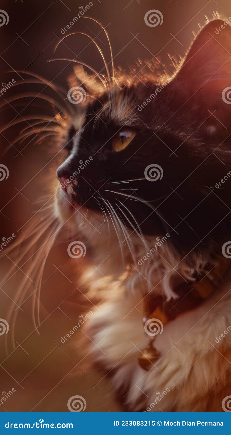 Cat shadow golden hour stock image. Image of black, hour - 233083215