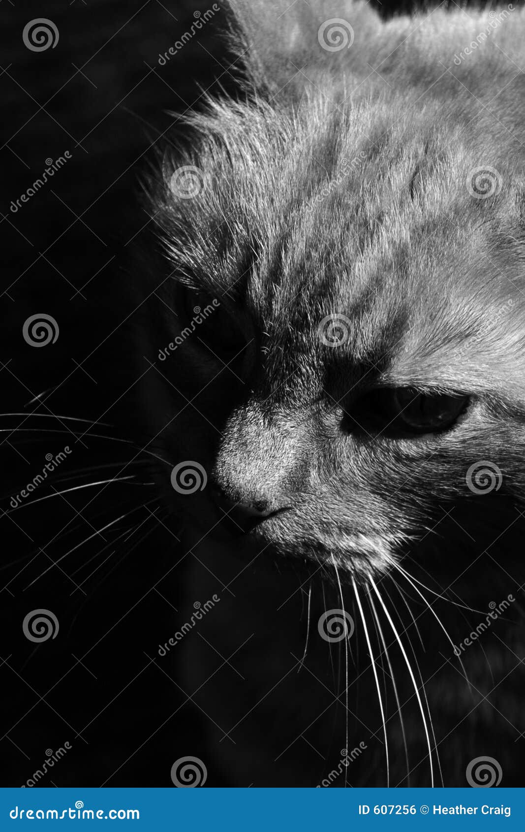 Cat in Shadow and Light stock photo. Image of cats, curiosity - 607256