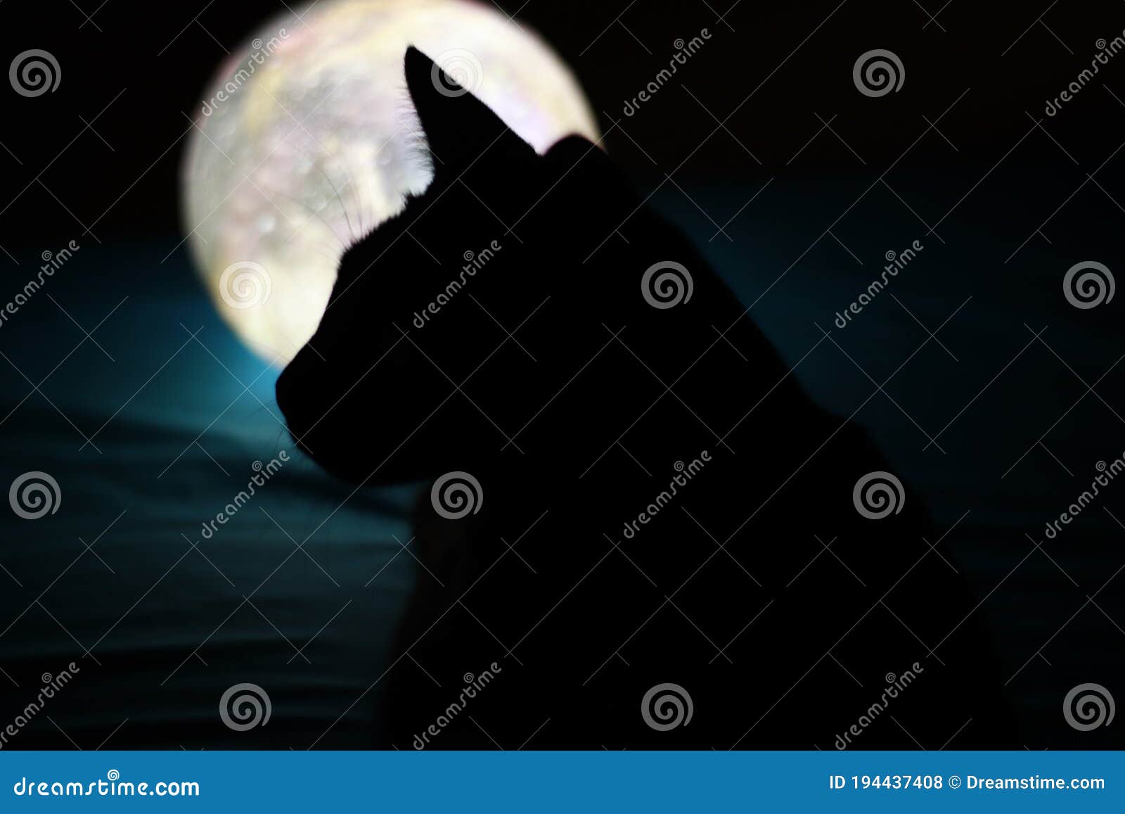 Cat in the Shadow with Moon Stock Photo - Image of fantasy, mysticism ...