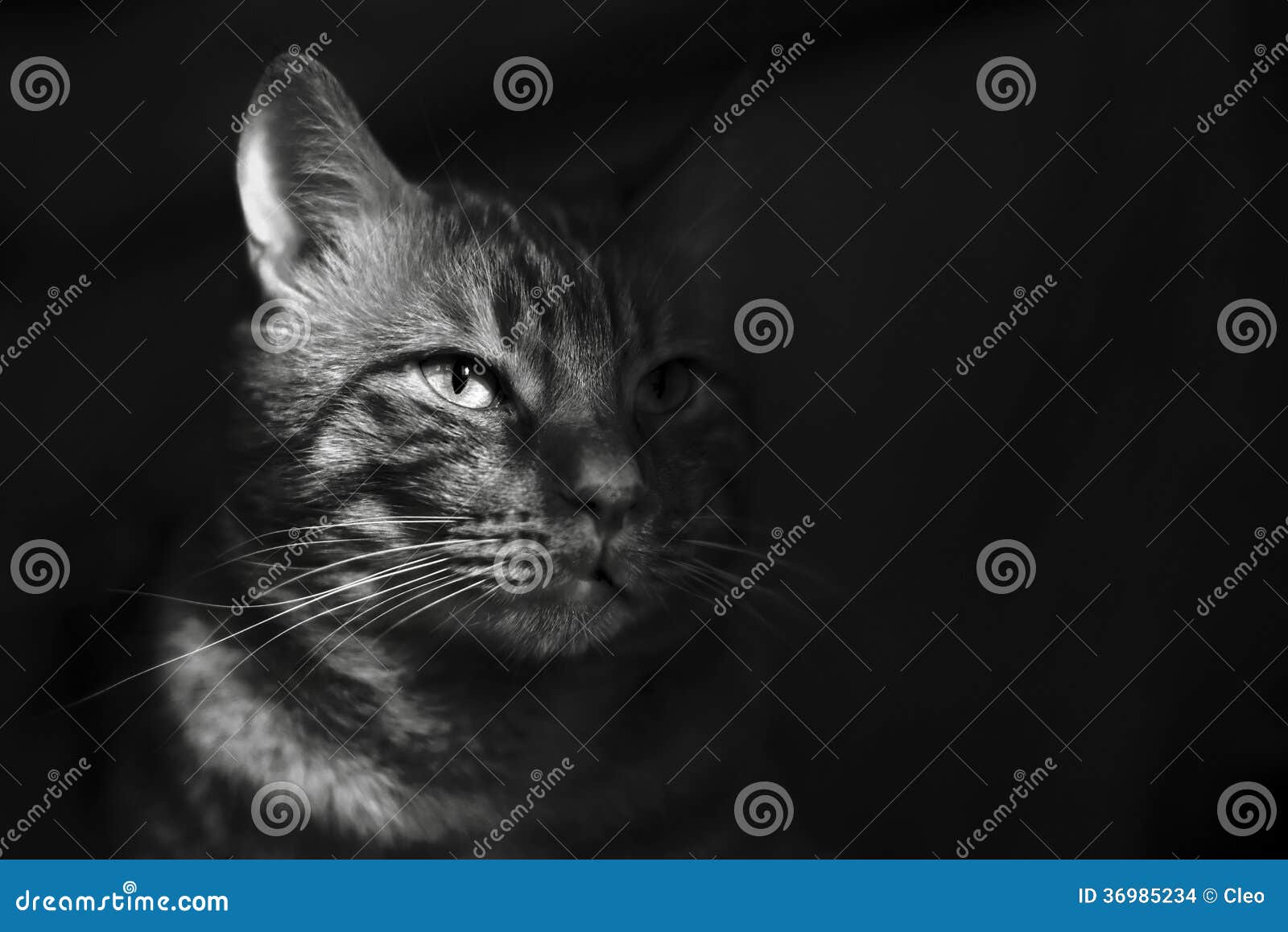 Cat in shadow stock photo. Image of animal, stare, isolated - 36985234