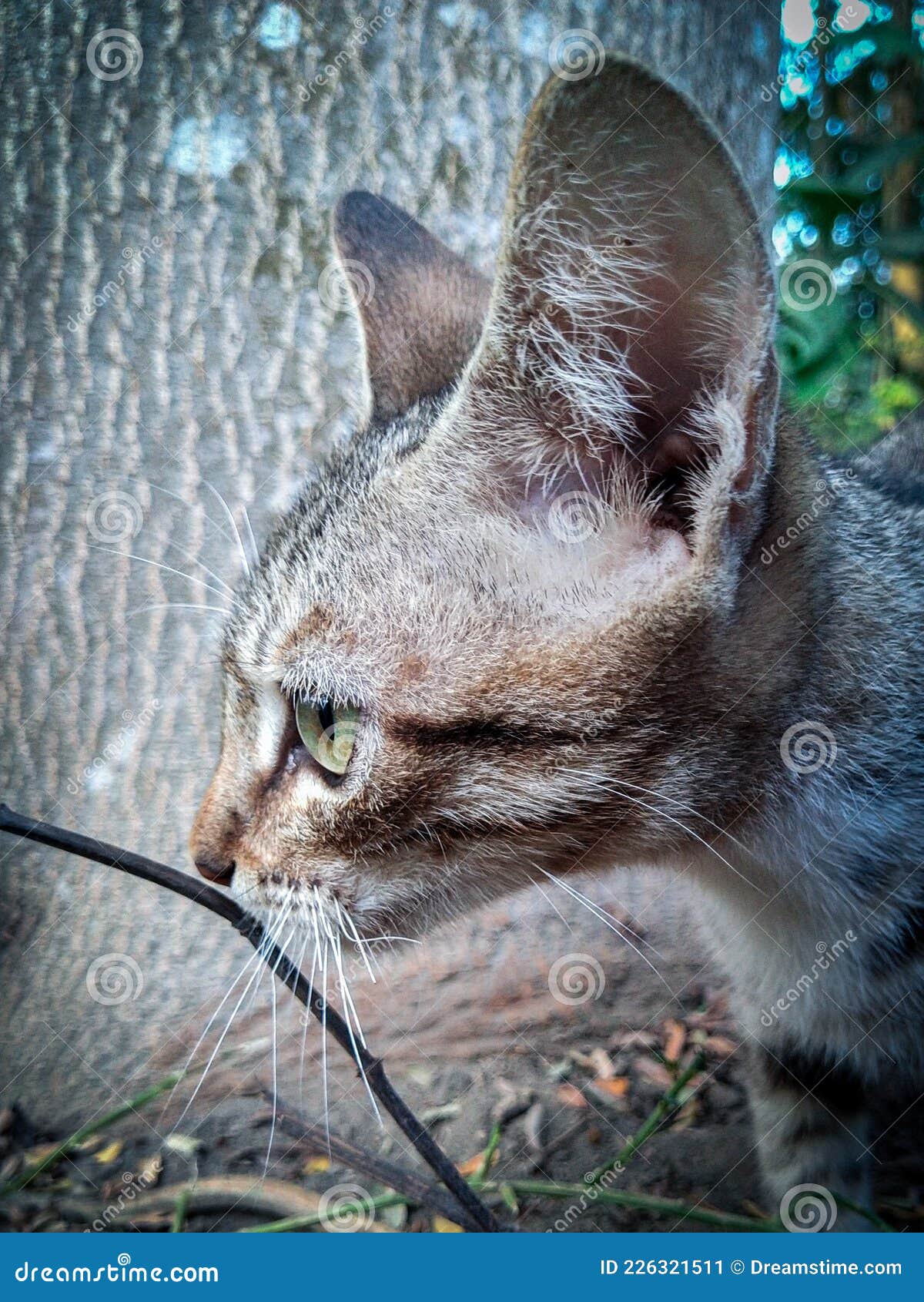 Cat with sharp eyes stock image. Image of whiskers, animal - 226321511
