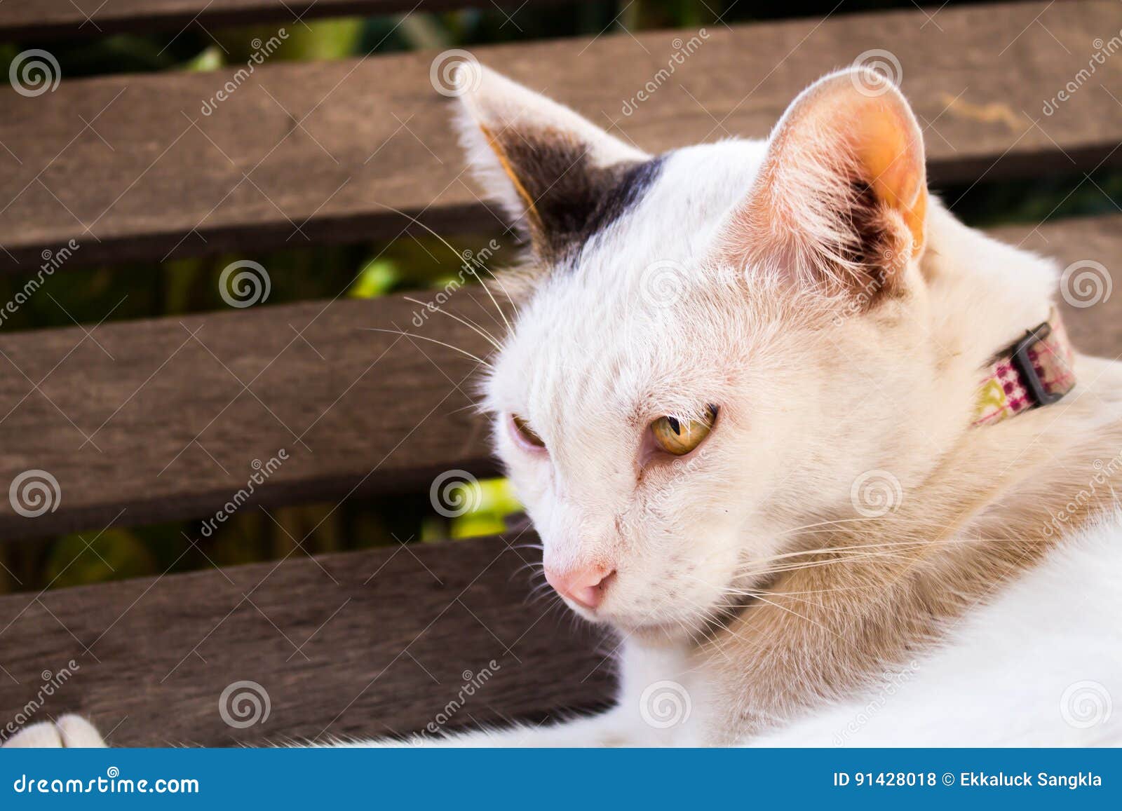 The cat with sharp eyes stock photo. Image of sharp, playing - 91428018