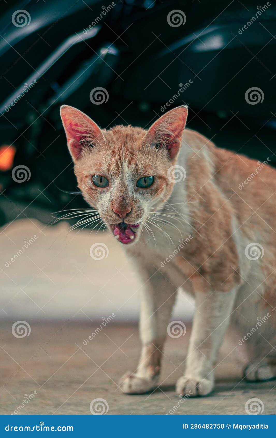A Cat with Sharp Fangs. Pounce on Who is Challenging Stock Photo ...