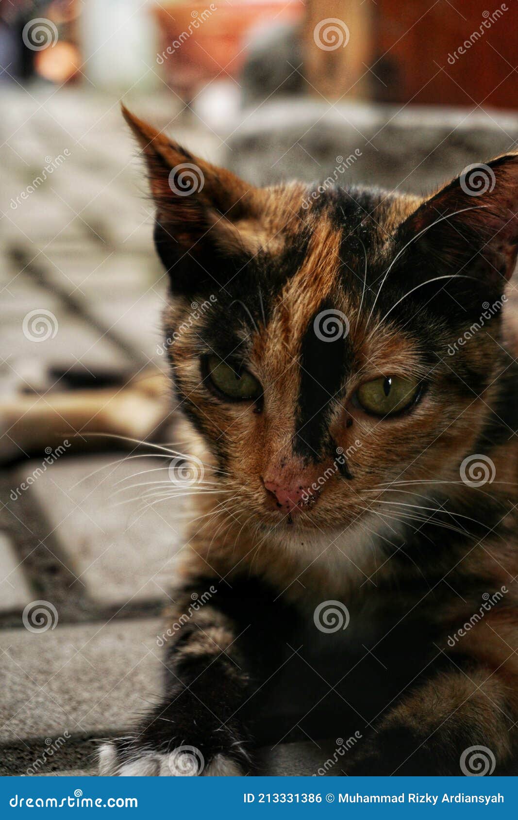 Cat with a sharp gaze stock photo. Image of snout, gaze - 213331386
