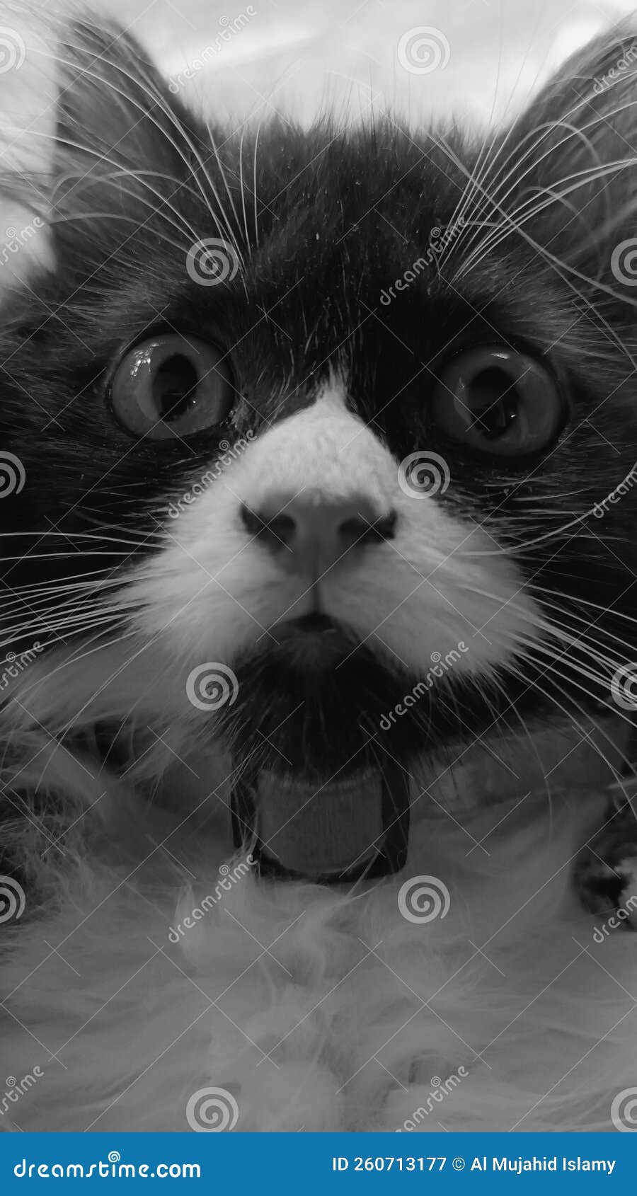 A cat sharp gaze stock image. Image of gaze, cats, ayes - 260713177