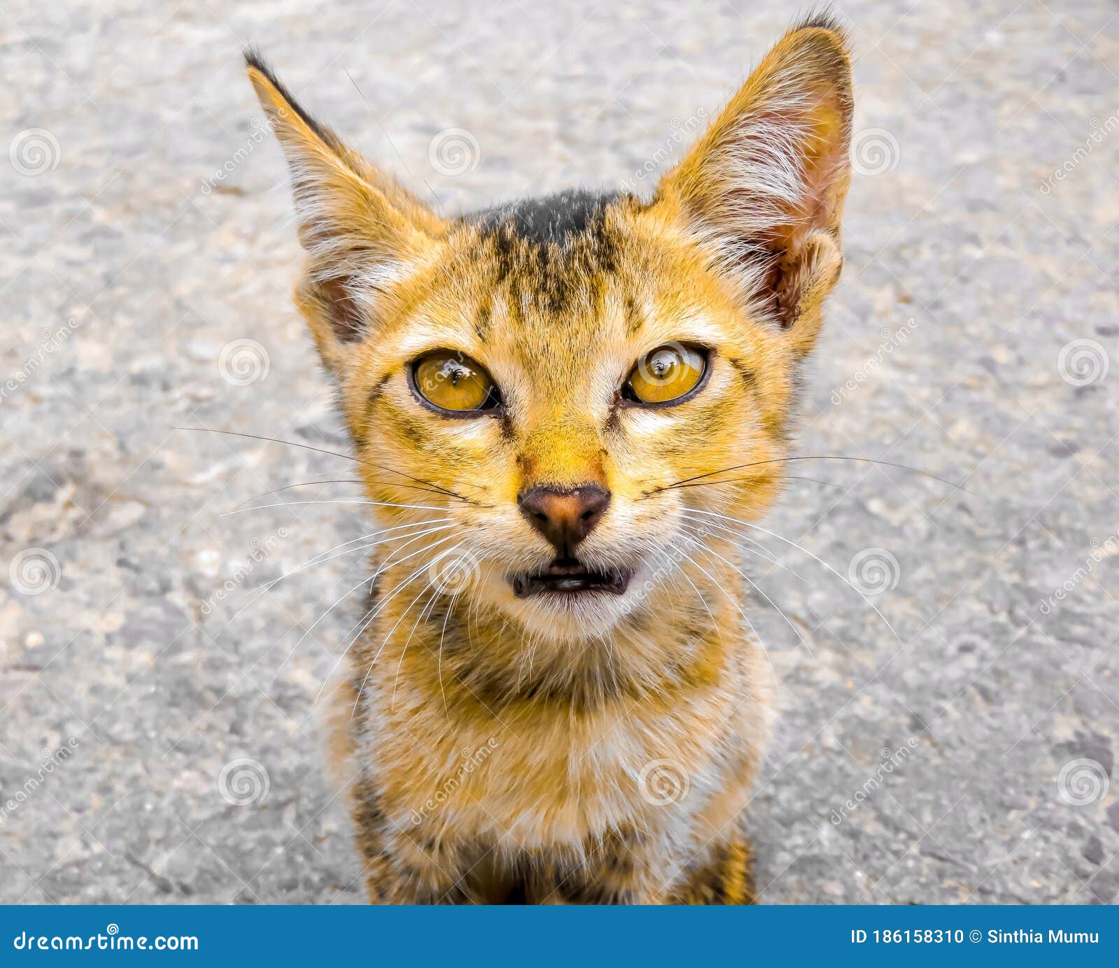 A cat with sharp look. stock photo. Image of sharp, wildlife - 186158310