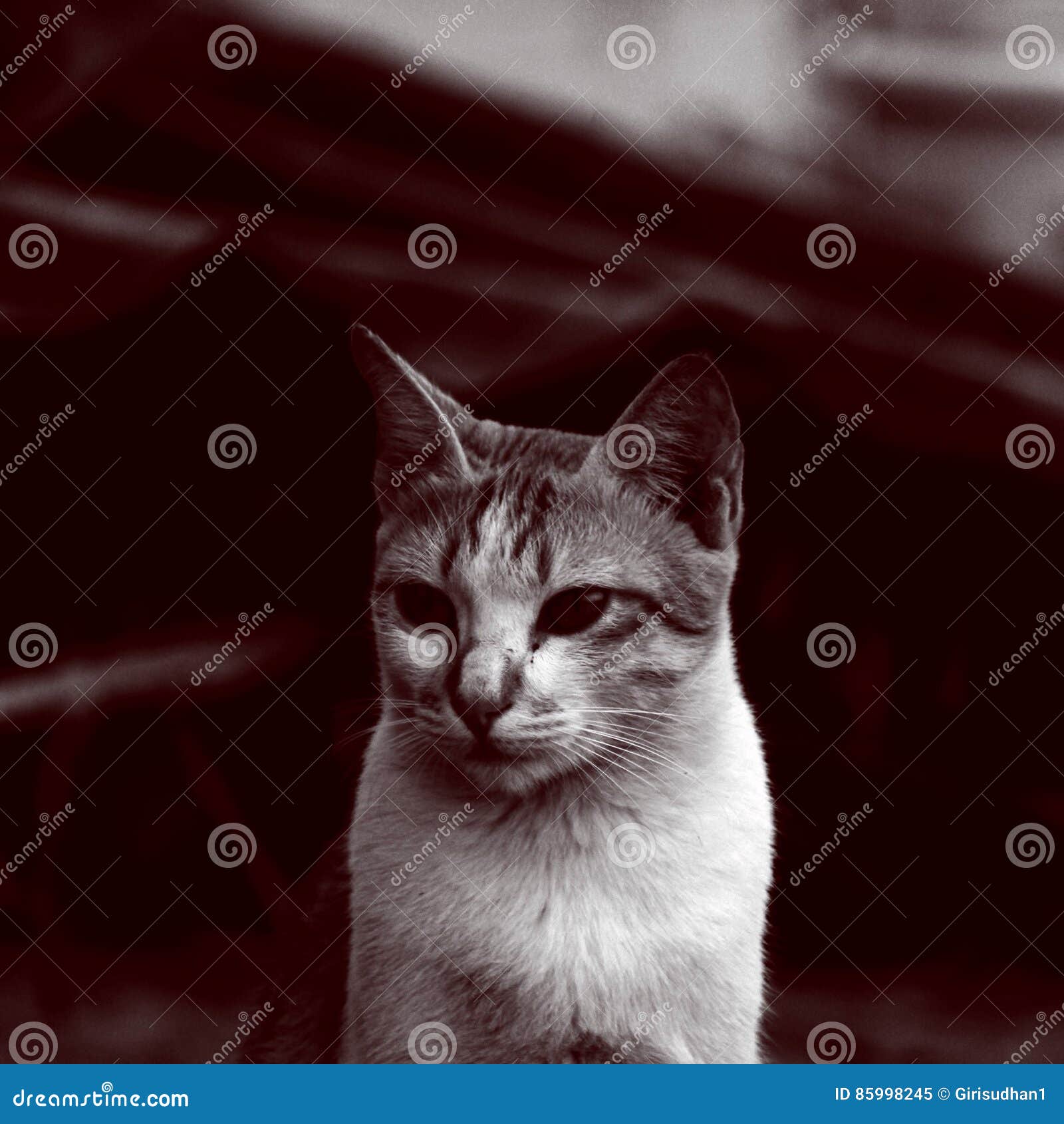 Cat stock image. Image of eyes, sharp, cats, look - 85998245