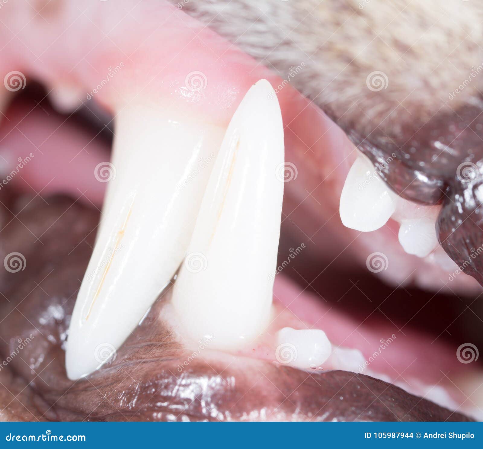 Cat Sharp Teeth. Super Macro Stock Photo - Image of closeup, smile ...