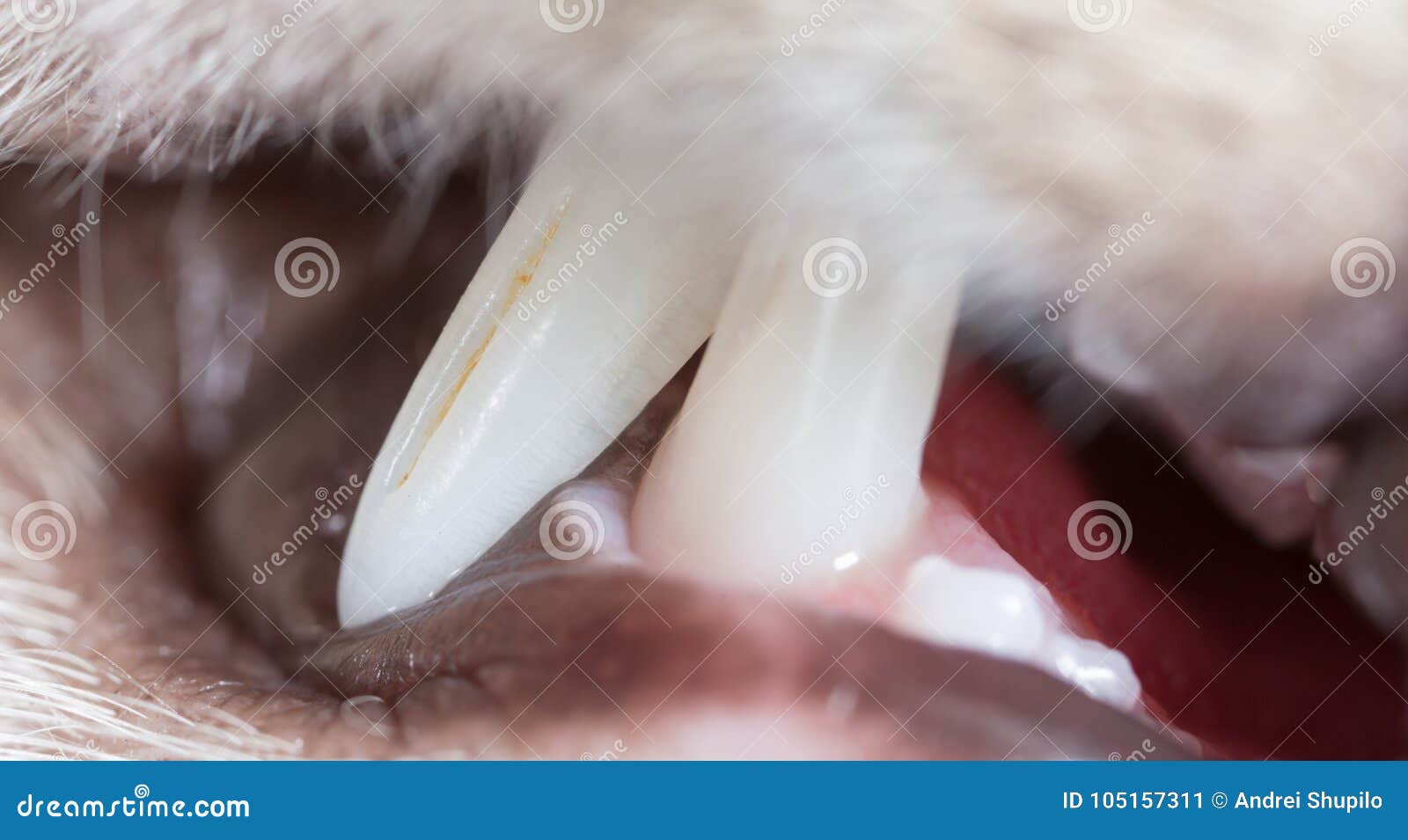 Cat Sharp Teeth. Super Macro Stock Image - Image of smile, teeth: 105157311