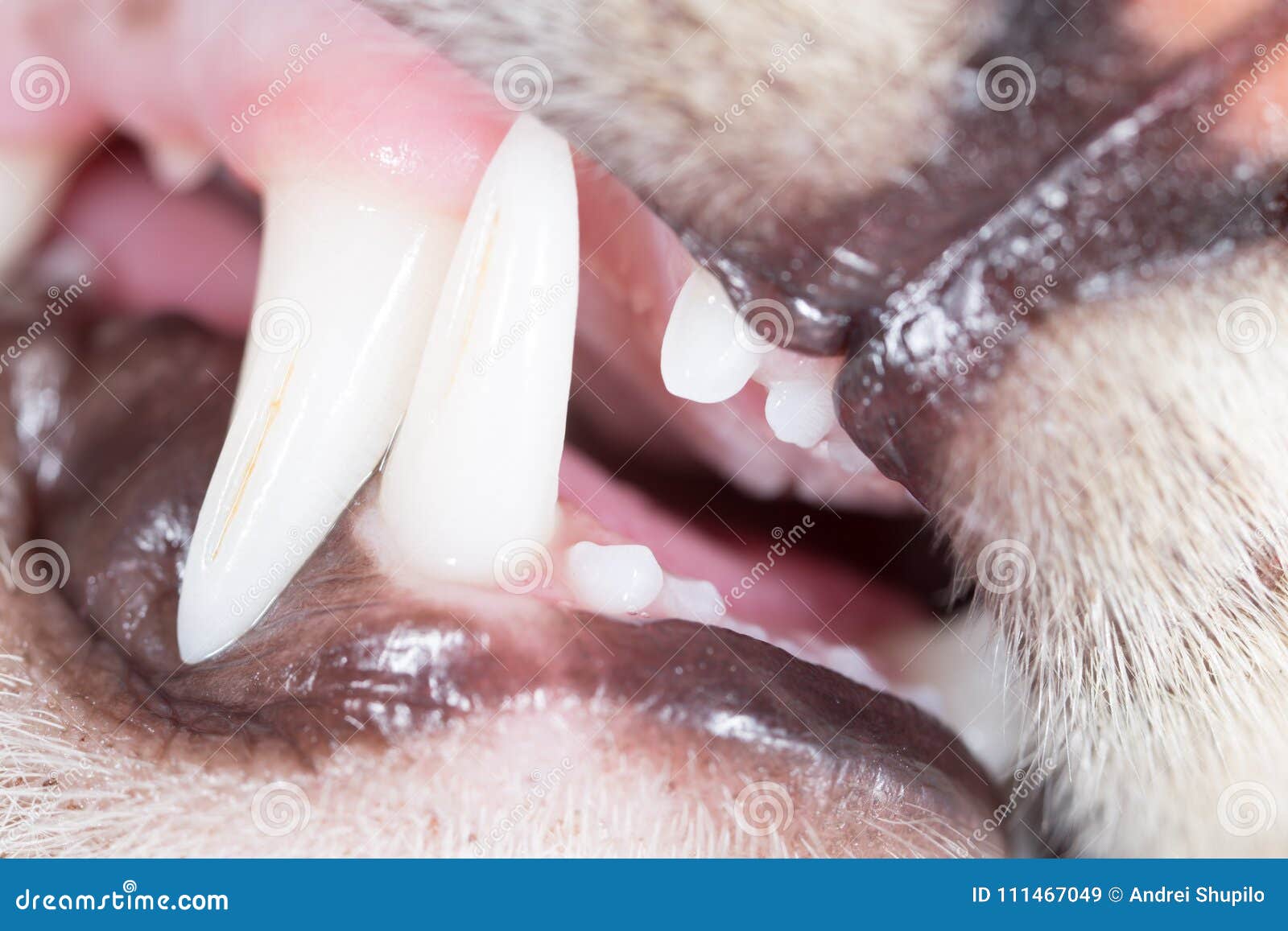 Cat Sharp Teeth. Super Macro Stock Image - Image of feline, teeth ...