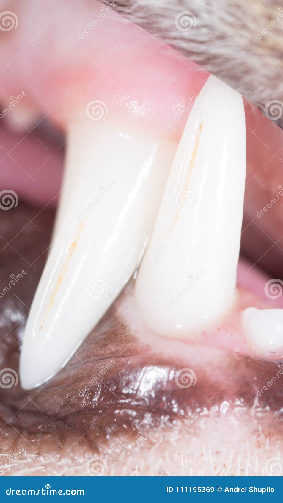 Cat Sharp Teeth. Super Macro Stock Image - Image of color, male: 111195369