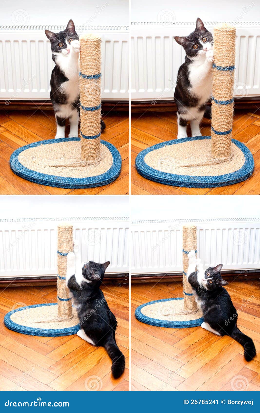 Cat sharpening claws stock image. Image of climbing, column - 26785241