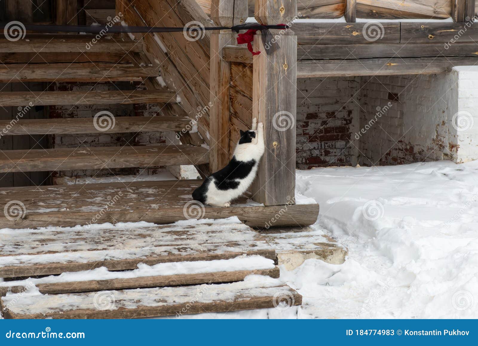 Cat sharpening claws stock image. Image of monastery - 184774983