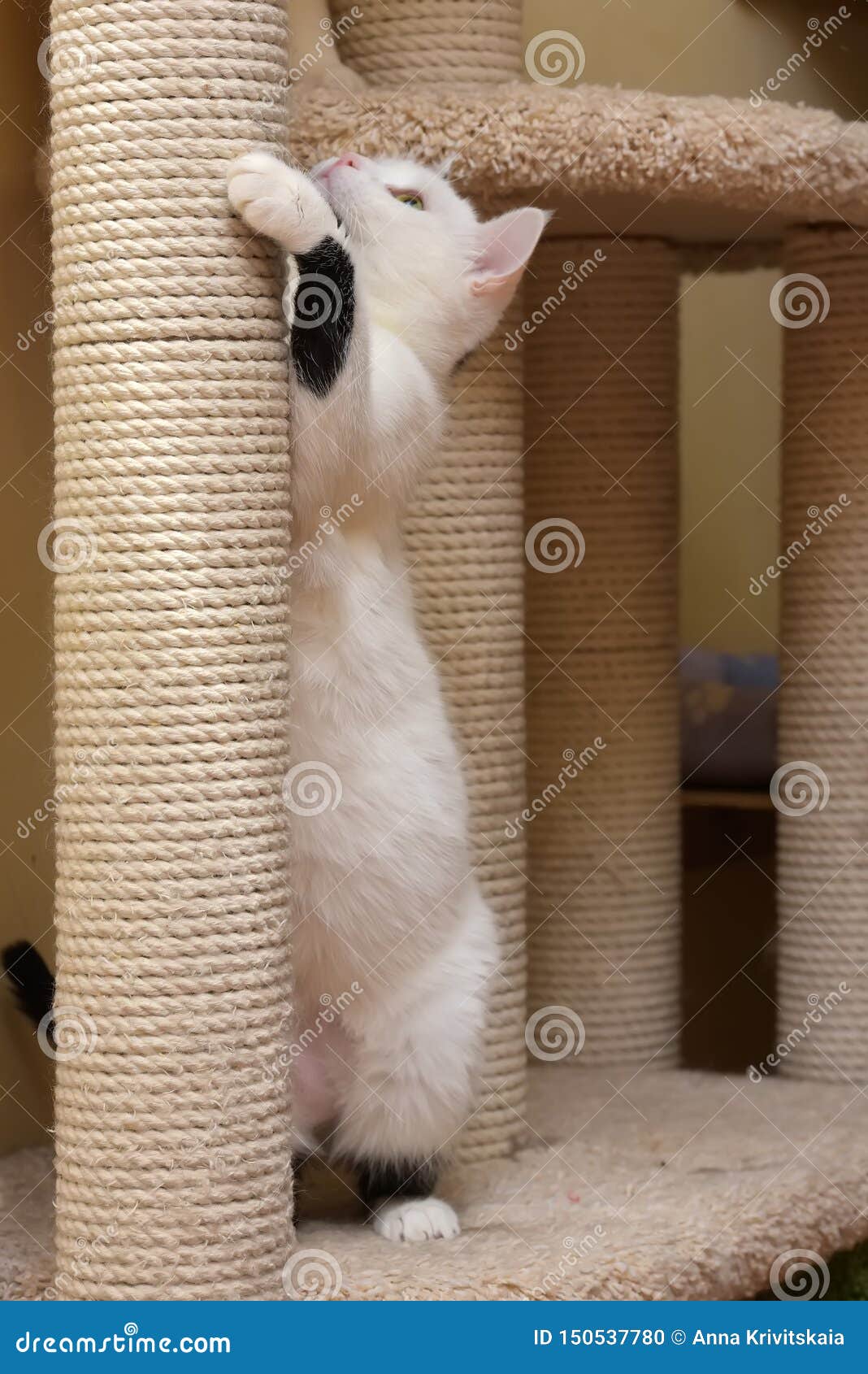 Cat Sharpens Claws about the Claw Stock Photo - Image of frolicsome ...
