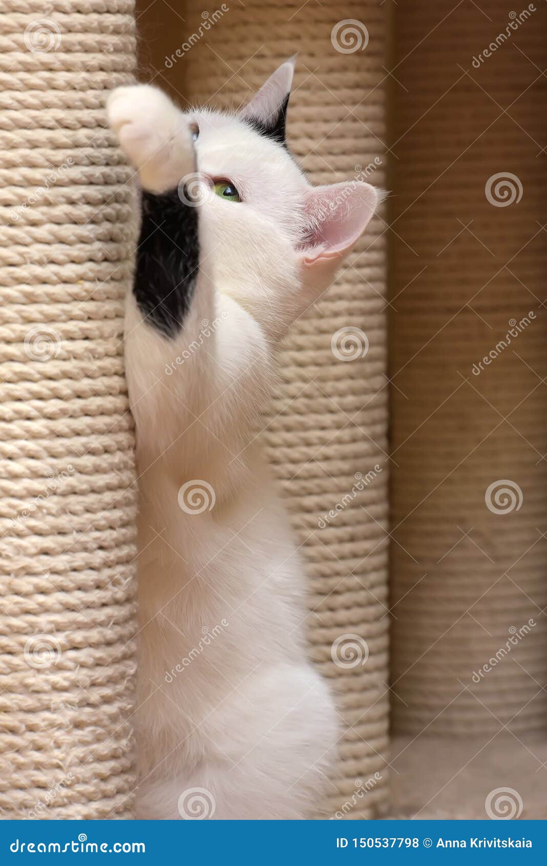 Cat Sharpens Claws about the Claw Stock Photo - Image of happiness ...