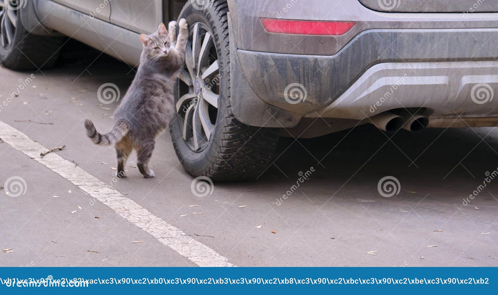 Cat Sharpens Claws on the Wheel Stock Image - Image of birds, homeless ...