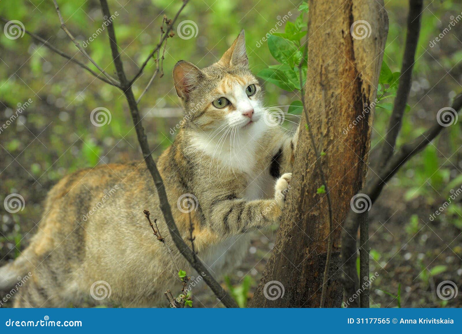 Cat sharpens its claws stock image. Image of stump, nature - 31177565