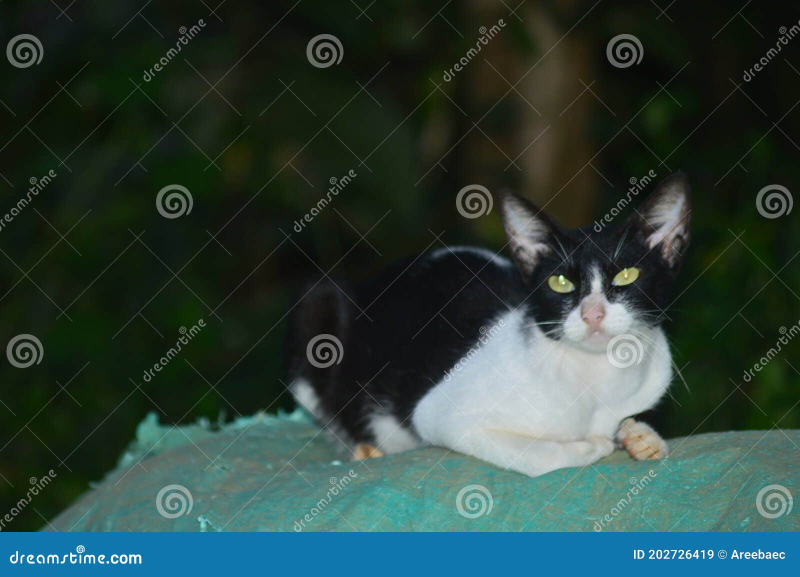 Cat on the sheet stock image. Image of lovely, sheet - 202726419