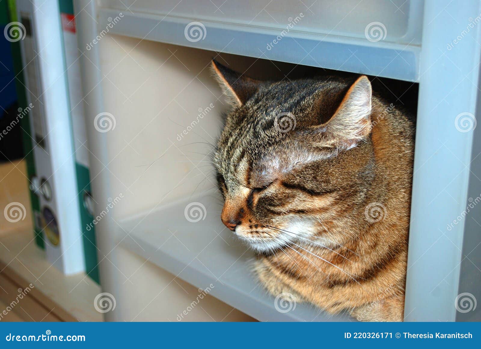 A cat in a shelf stock image. Image of animal, cute - 220326171