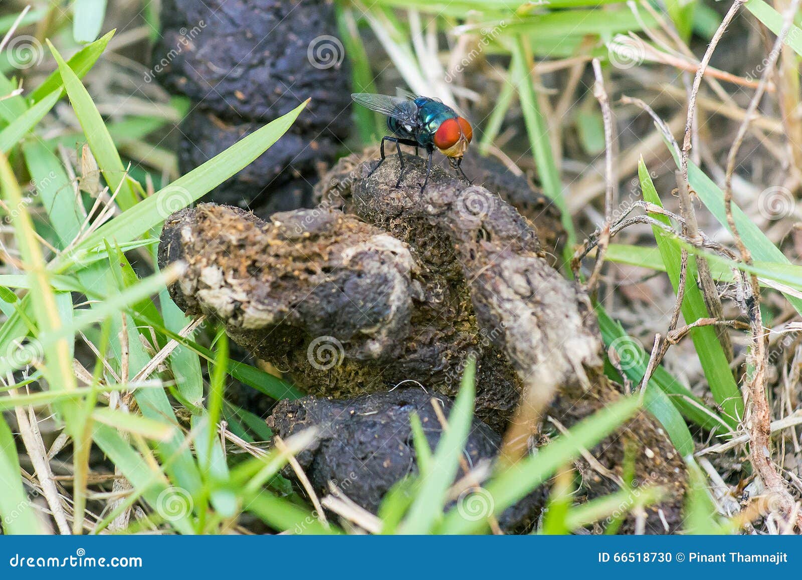 Cat shit with fly. stock photo. Image of muck, dung, smell - 66518730