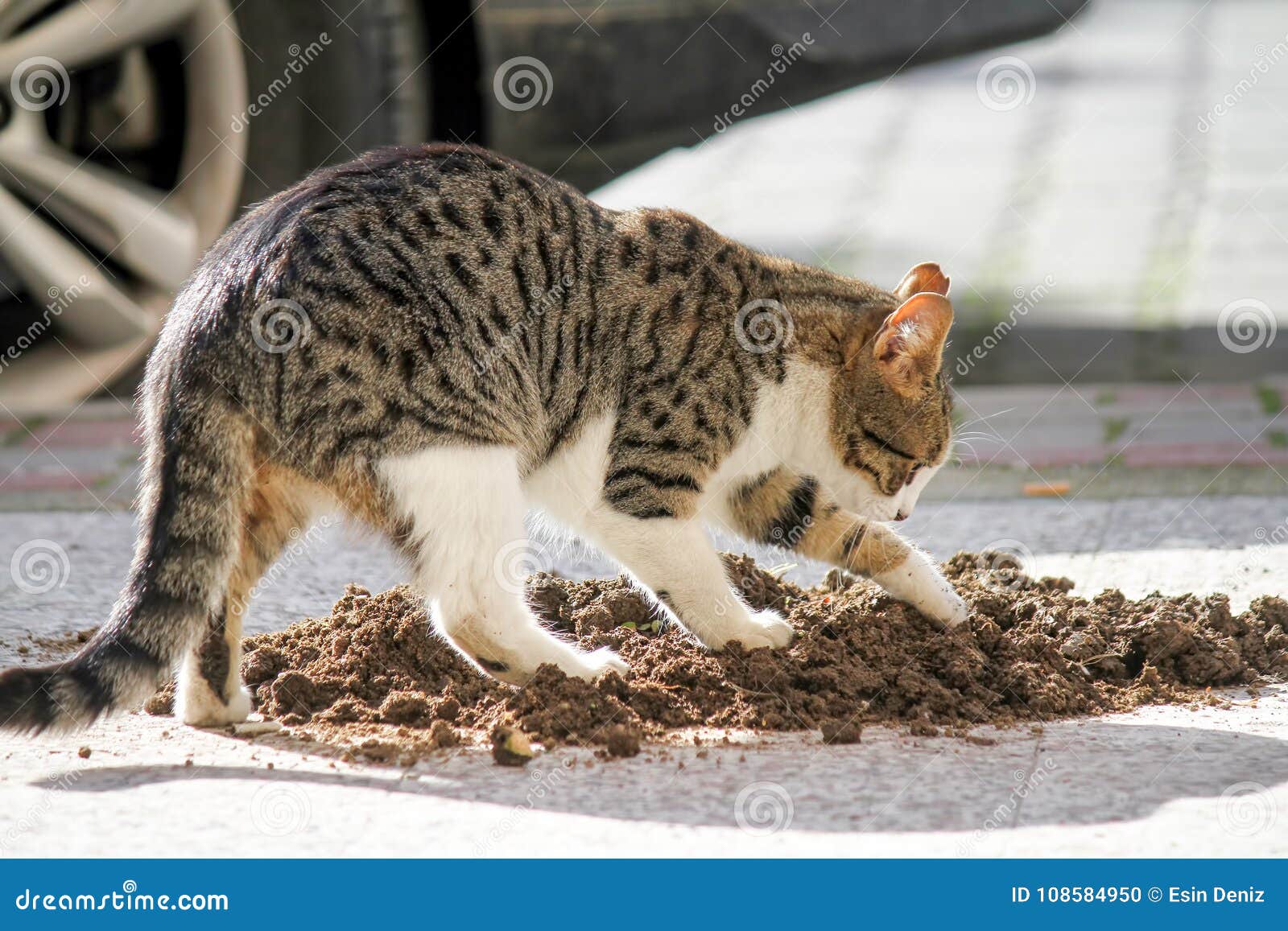 Cat shit nature stock photo. Image of life, garden, look - 108584950