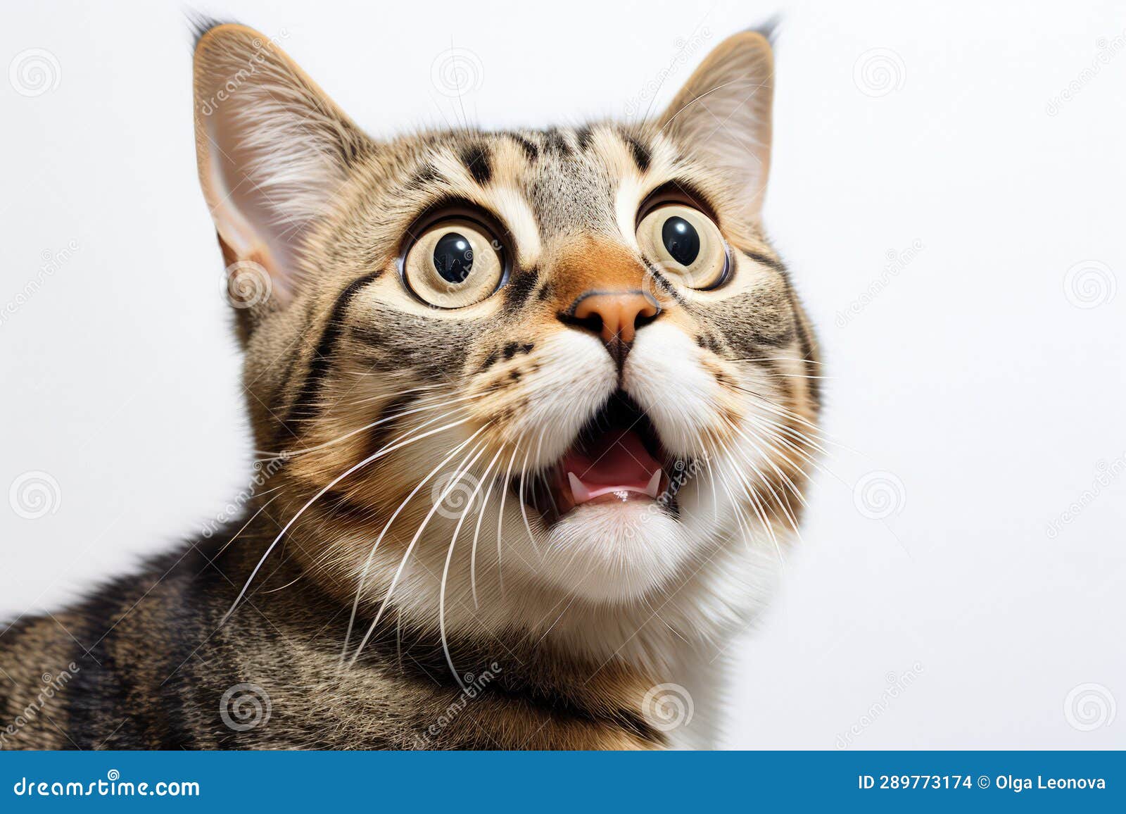 Cat in shock stock illustration. Illustration of eyes - 289773174