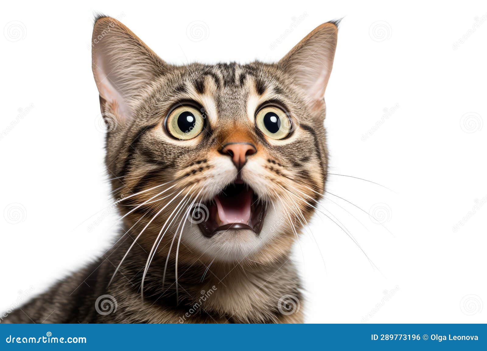 Cat in shock stock illustration. Illustration of fluffy - 289773196