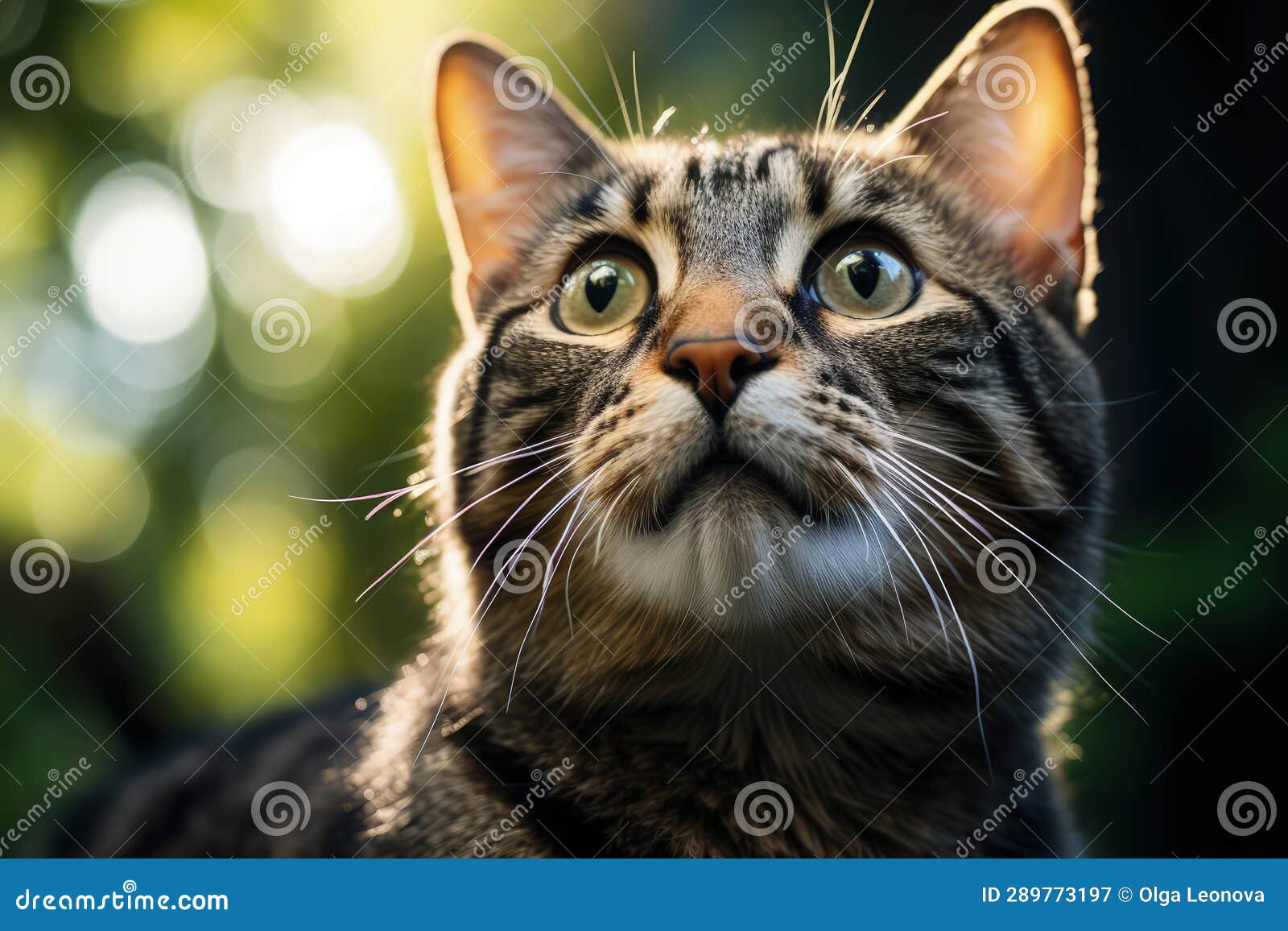 Cat in shock stock illustration. Illustration of eyes - 289773197
