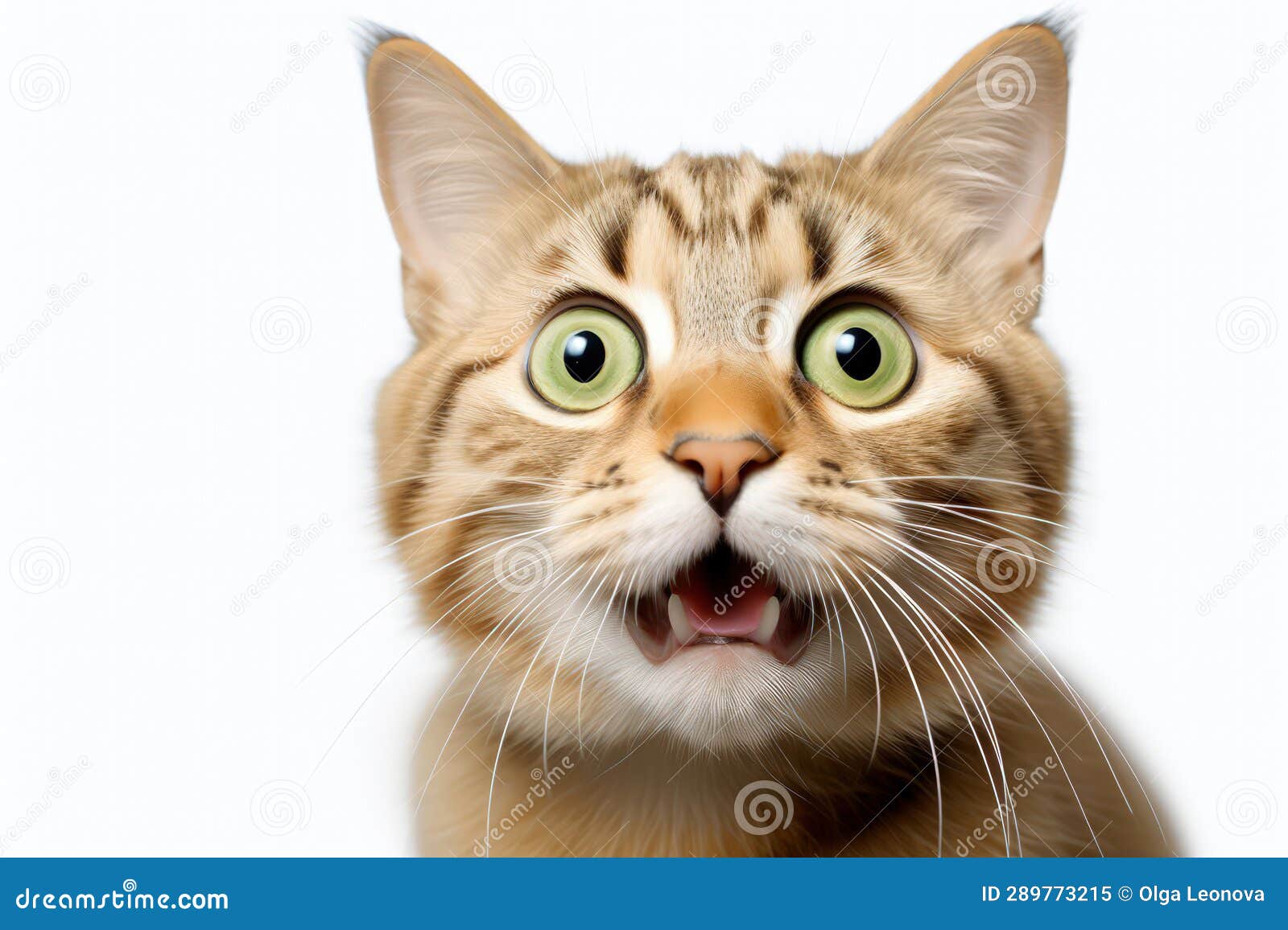 Cat in shock stock illustration. Illustration of young - 289773215