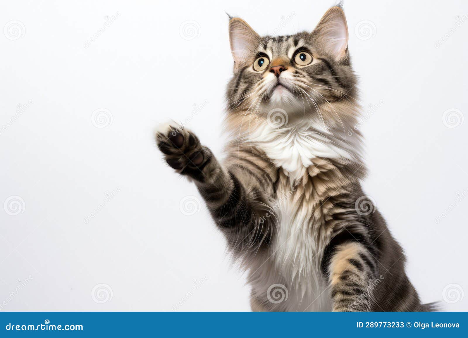 Cat in shock stock illustration. Illustration of furry - 289773233