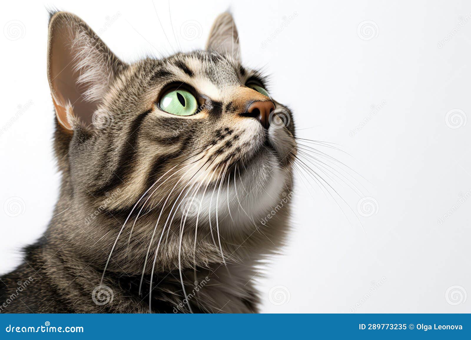Cat in shock stock illustration. Illustration of playful - 289773235