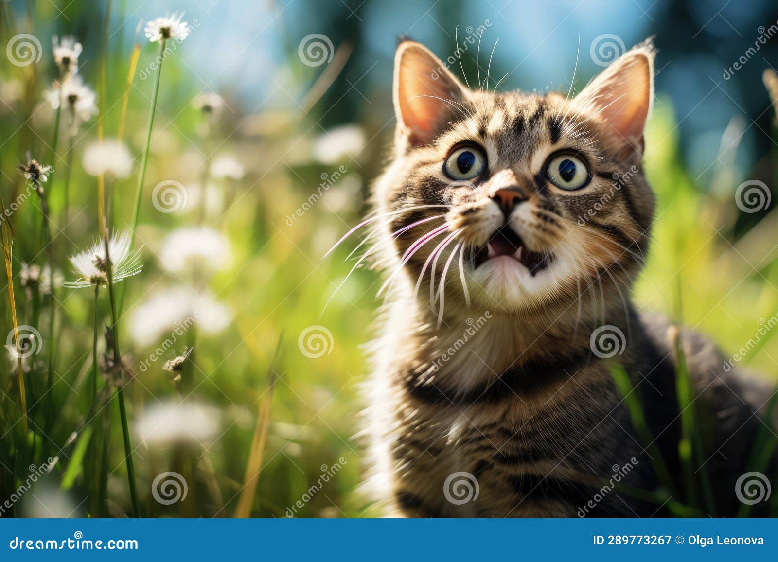 Cat in shock stock illustration. Illustration of look - 289773267