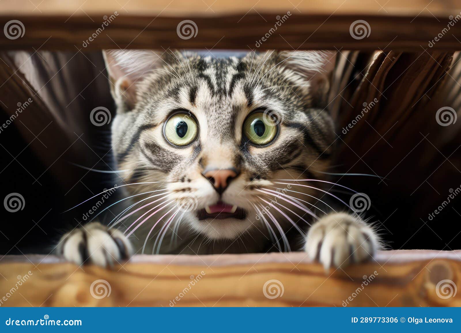 Cat in shock stock illustration. Illustration of look - 289773306