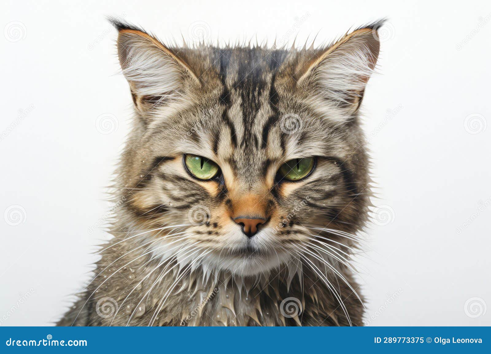 Cat in shock stock illustration. Illustration of playful - 289773375