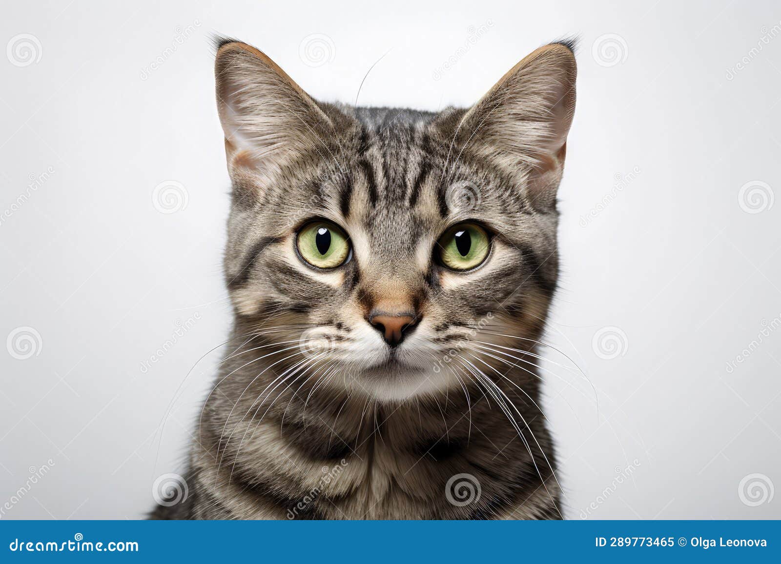 Cat in shock stock illustration. Illustration of cute - 289773465
