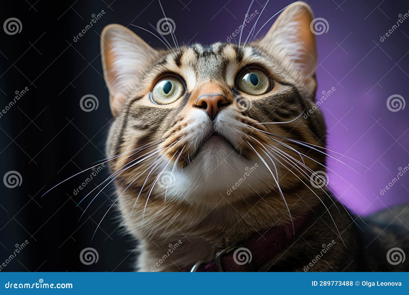 Cat in shock stock illustration. Illustration of playful - 289773488