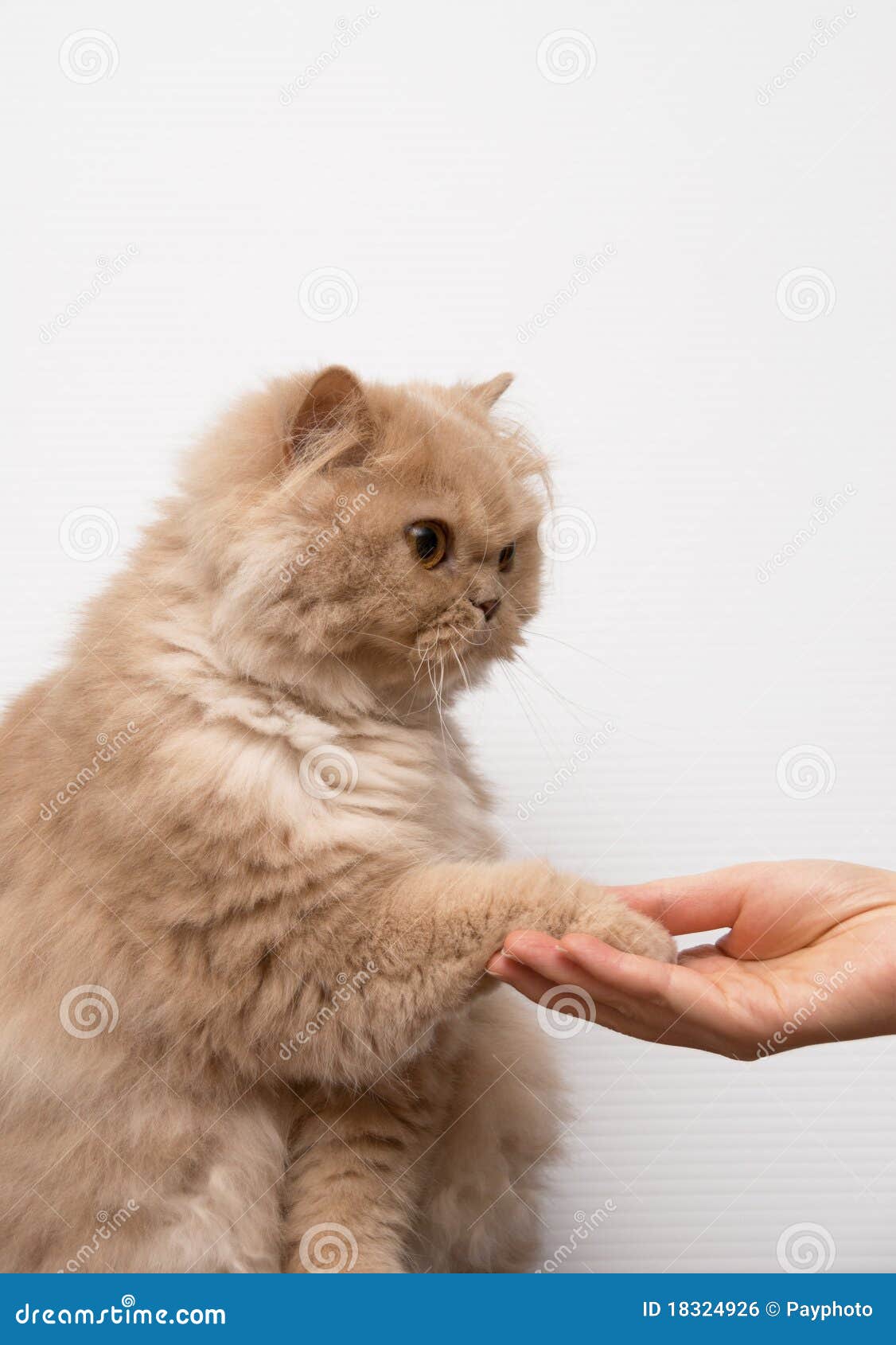 Cat Shook Hands with People Stock Photo - Image of sweet, stare: 18324926