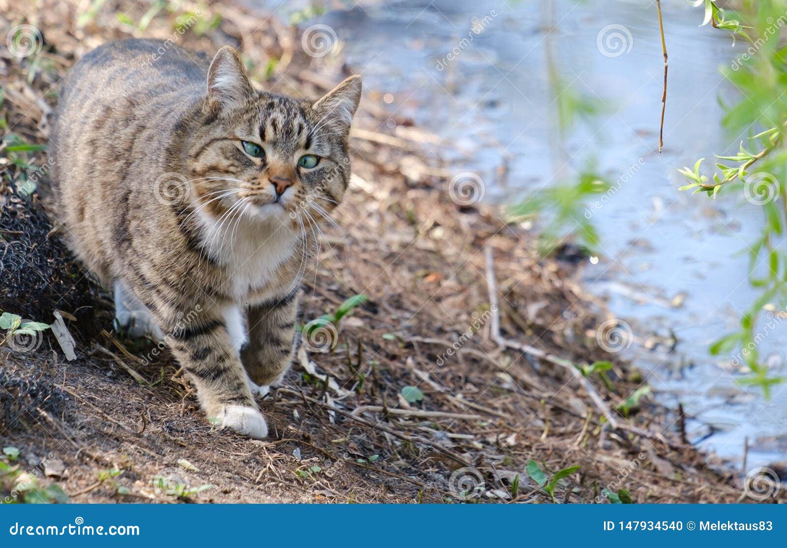 Cat on the Shore of the Pond Stock Photo - Image of animals, slanting ...