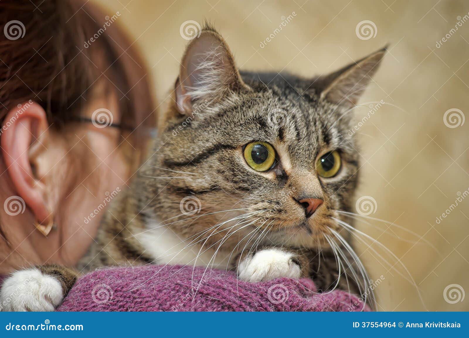Cat on shoulder stock photo. Image of cute, animal, natural - 37554964