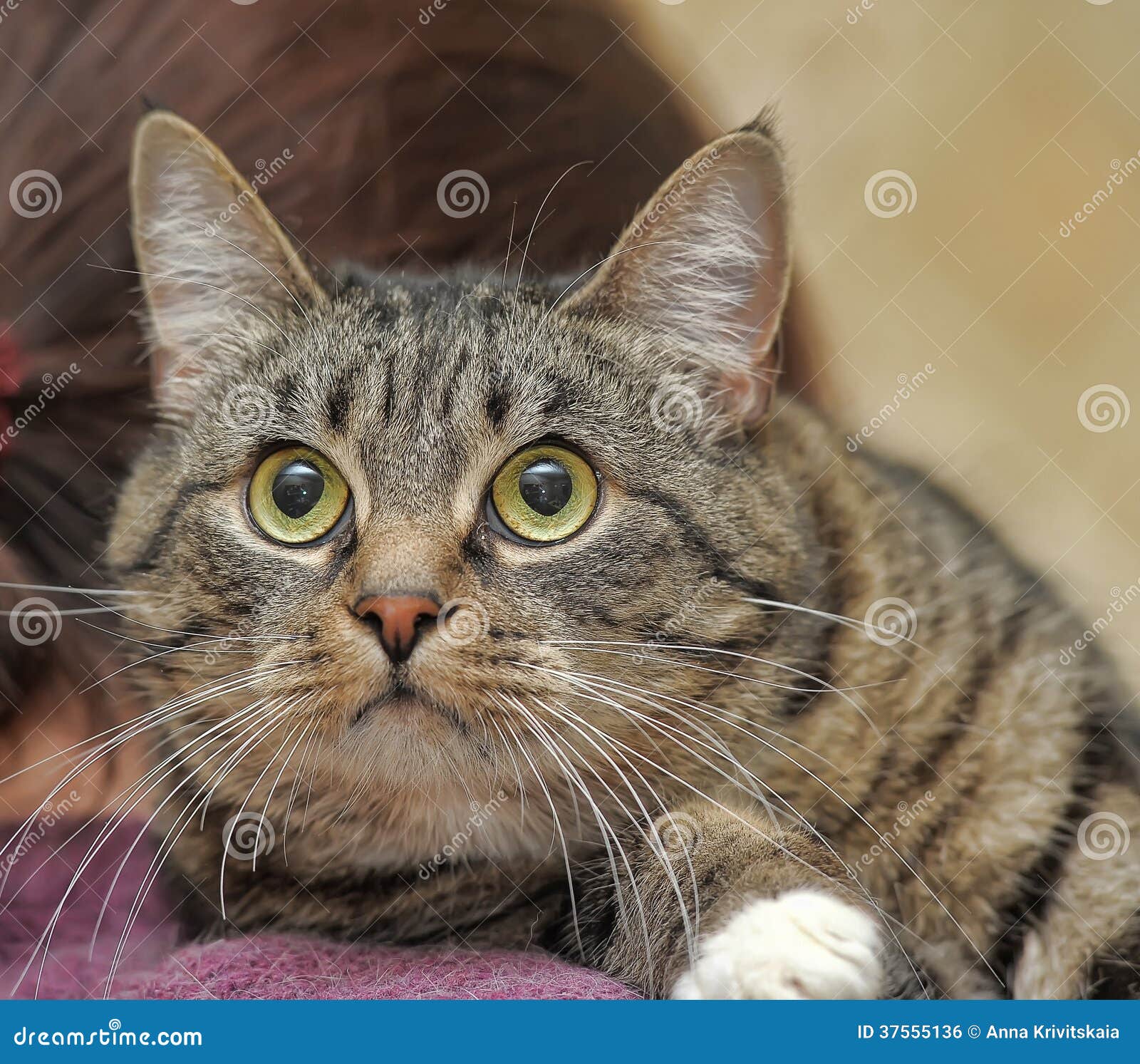 Cat on shoulder stock photo. Image of closeup, mammal - 37555136