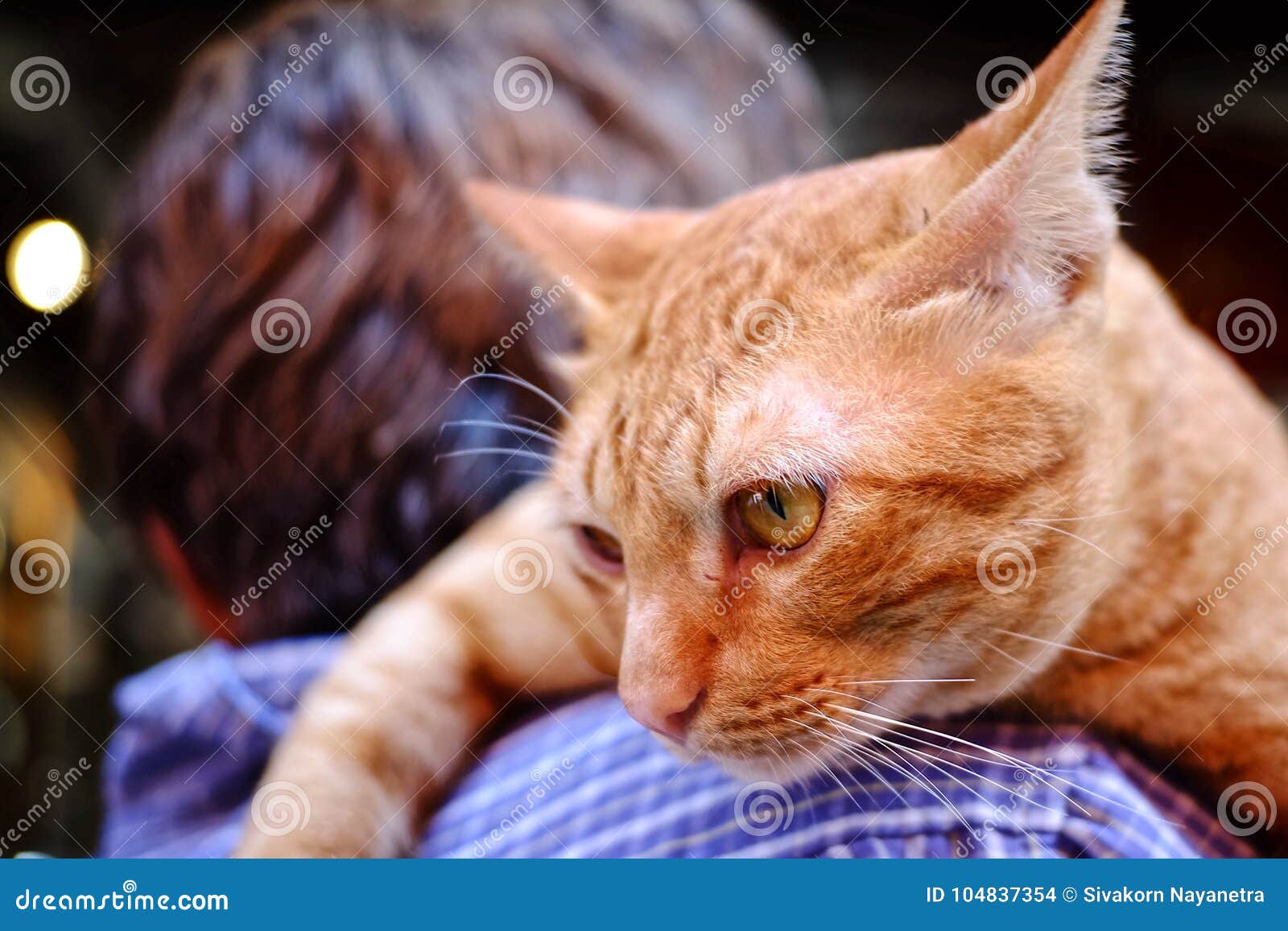 Cat on shoulder. stock photo. Image of looking, laying - 104837354