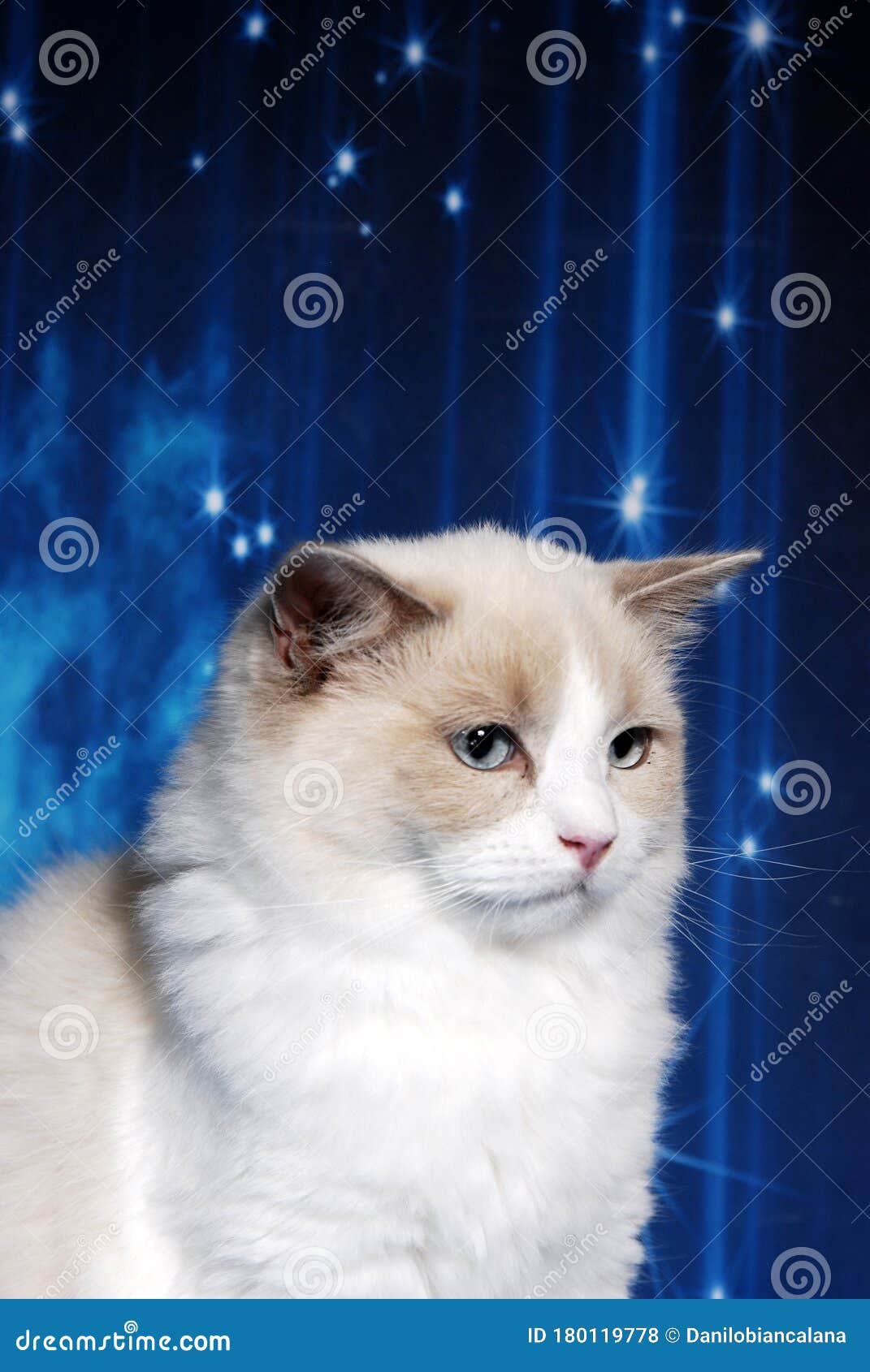 Cat Show on Background Full of Color Stock Photo - Image of mammal ...
