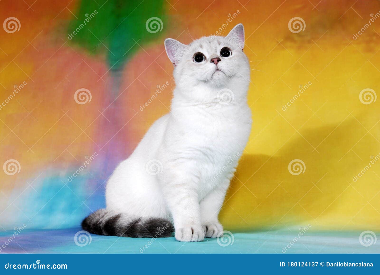 Cat Show on Background Full of Color Stock Image - Image of mammal ...