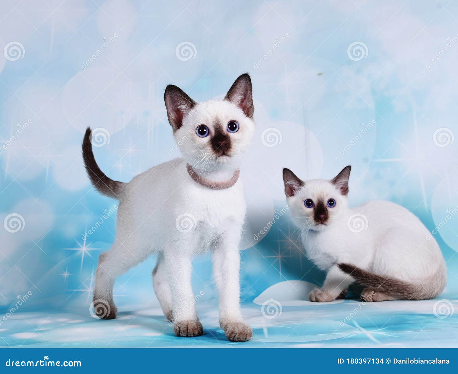 Cat Show on Background Full of Color Stock Photo - Image of mammal ...