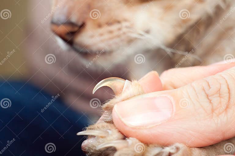 Cat shows claw stock image. Image of veterinary, wild - 24242851