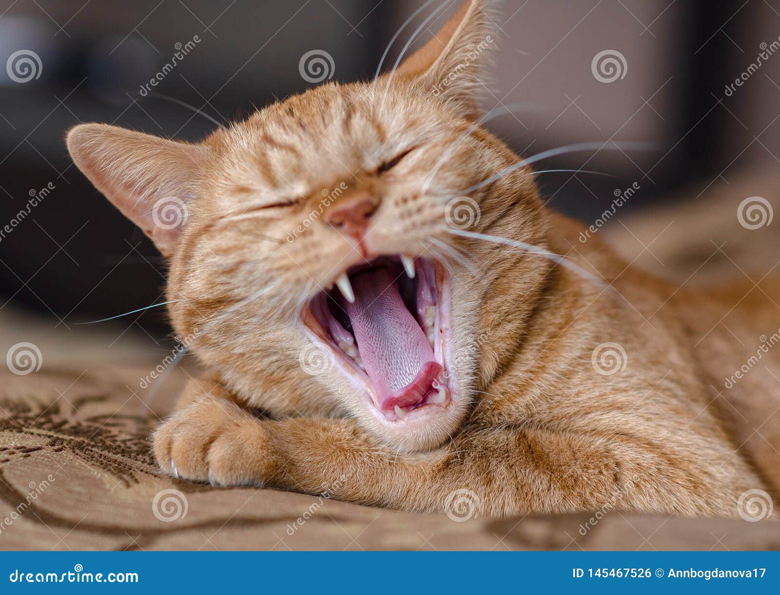 The Cat Shows Fangs. Cat Teeth Stock Photo - Image of meow, front ...