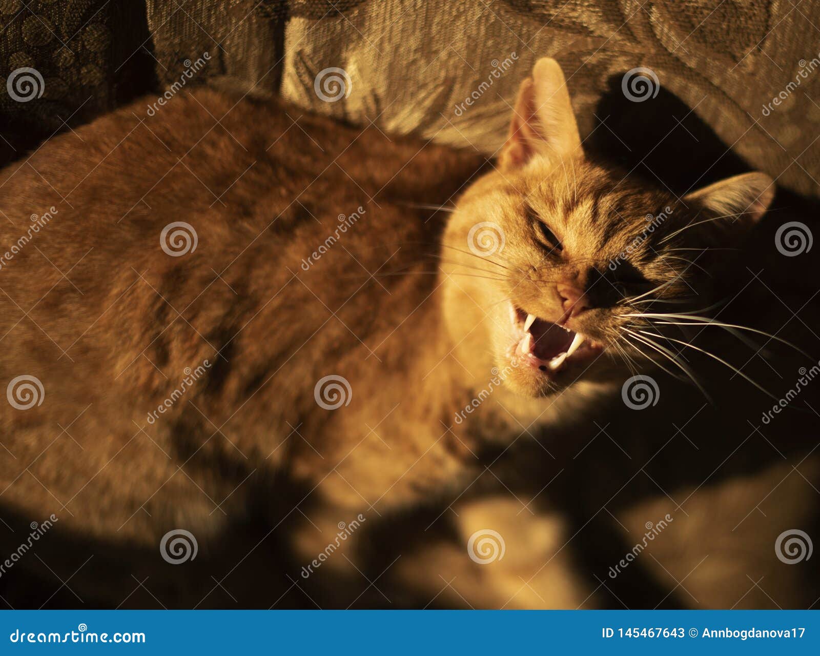 The Cat Shows Fangs. Cat Teeth Stock Image - Image of animal, portrait ...