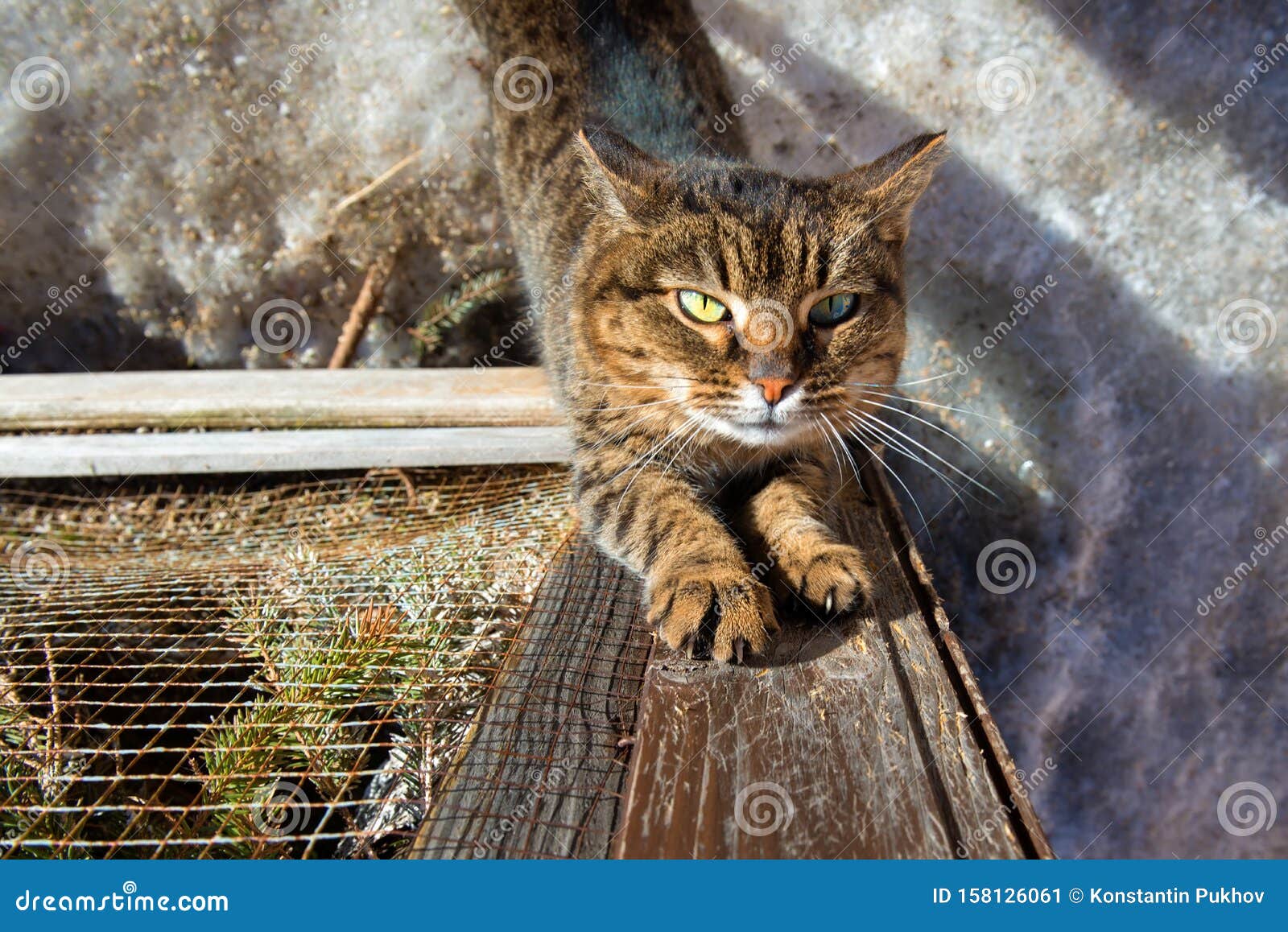 Cat sharpens claws stock image. Image of fluffy, face - 158126061