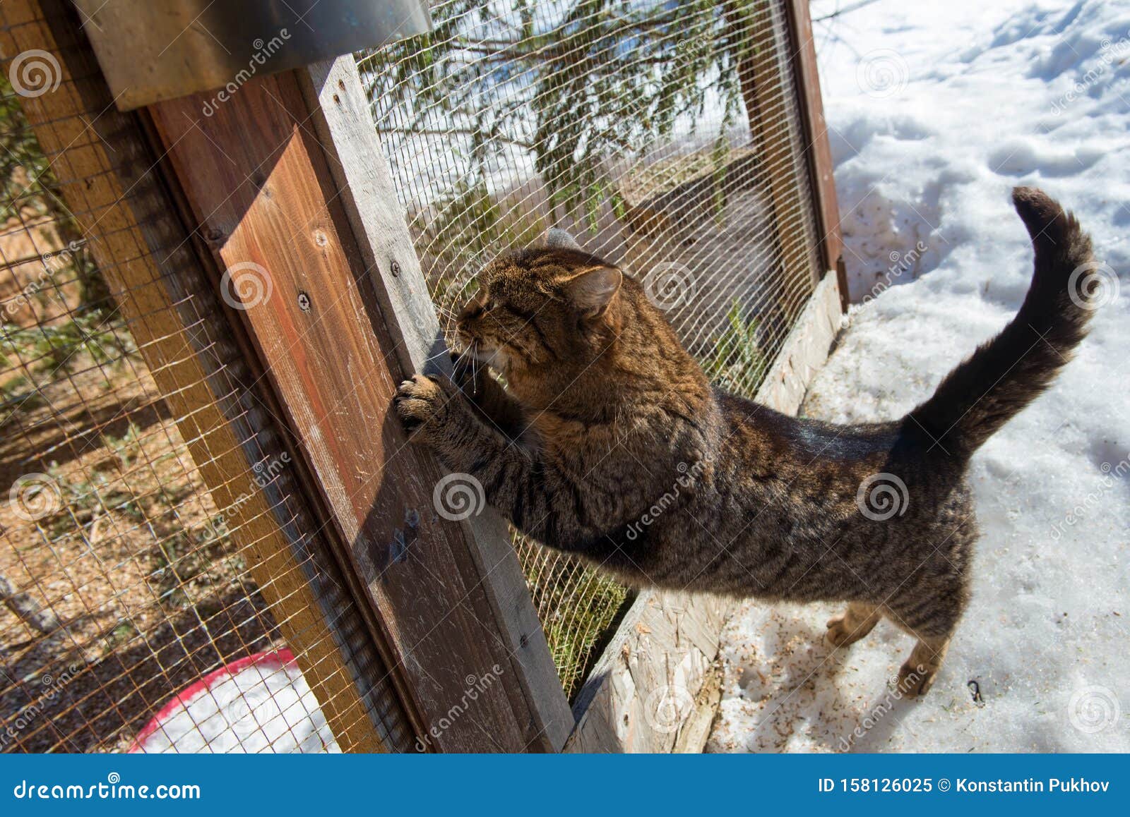 The Cat is Shrinking and Sharpening Its Claws Stock Image - Image of ...