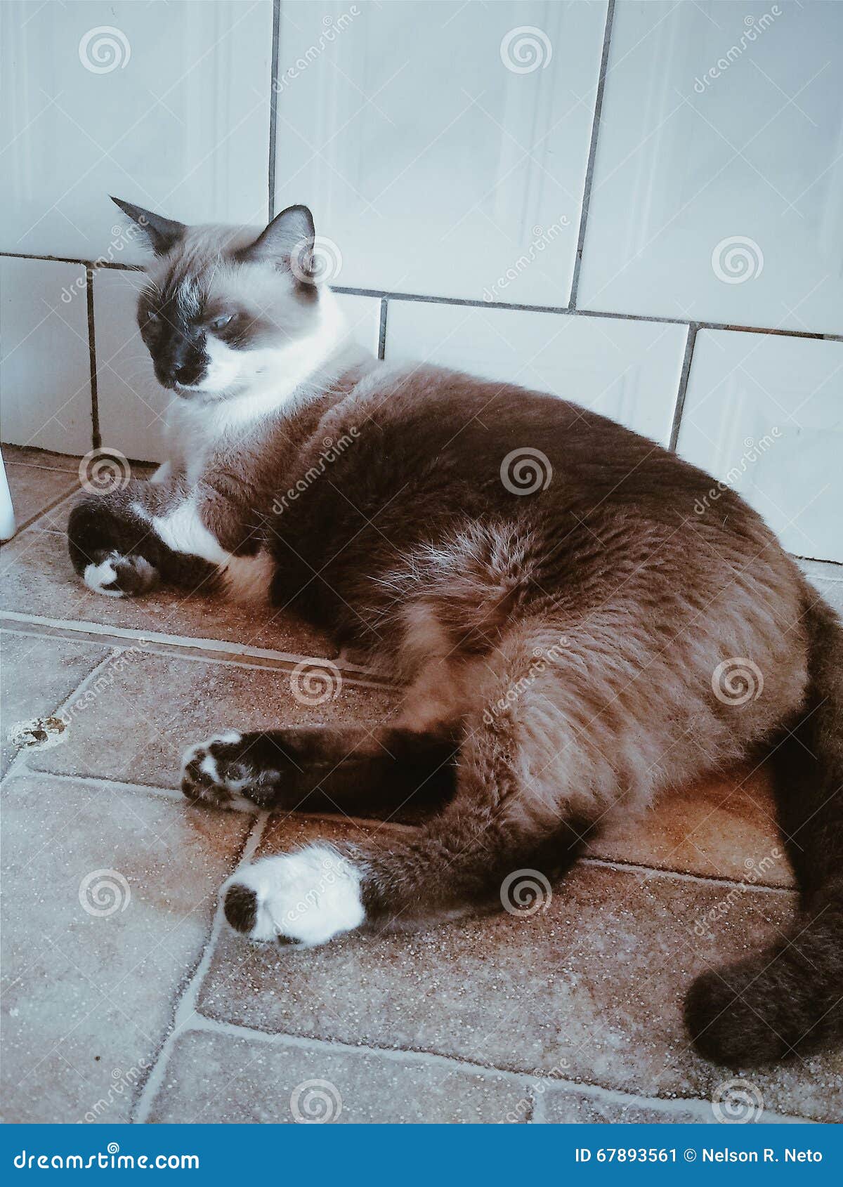 Cat siames stock image. Image of siames, brasileiro, lindo - 67893561